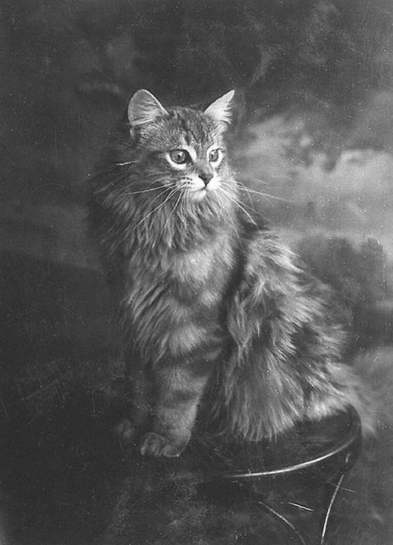 8 Weird Historical Events That Actually Happened Historical Files